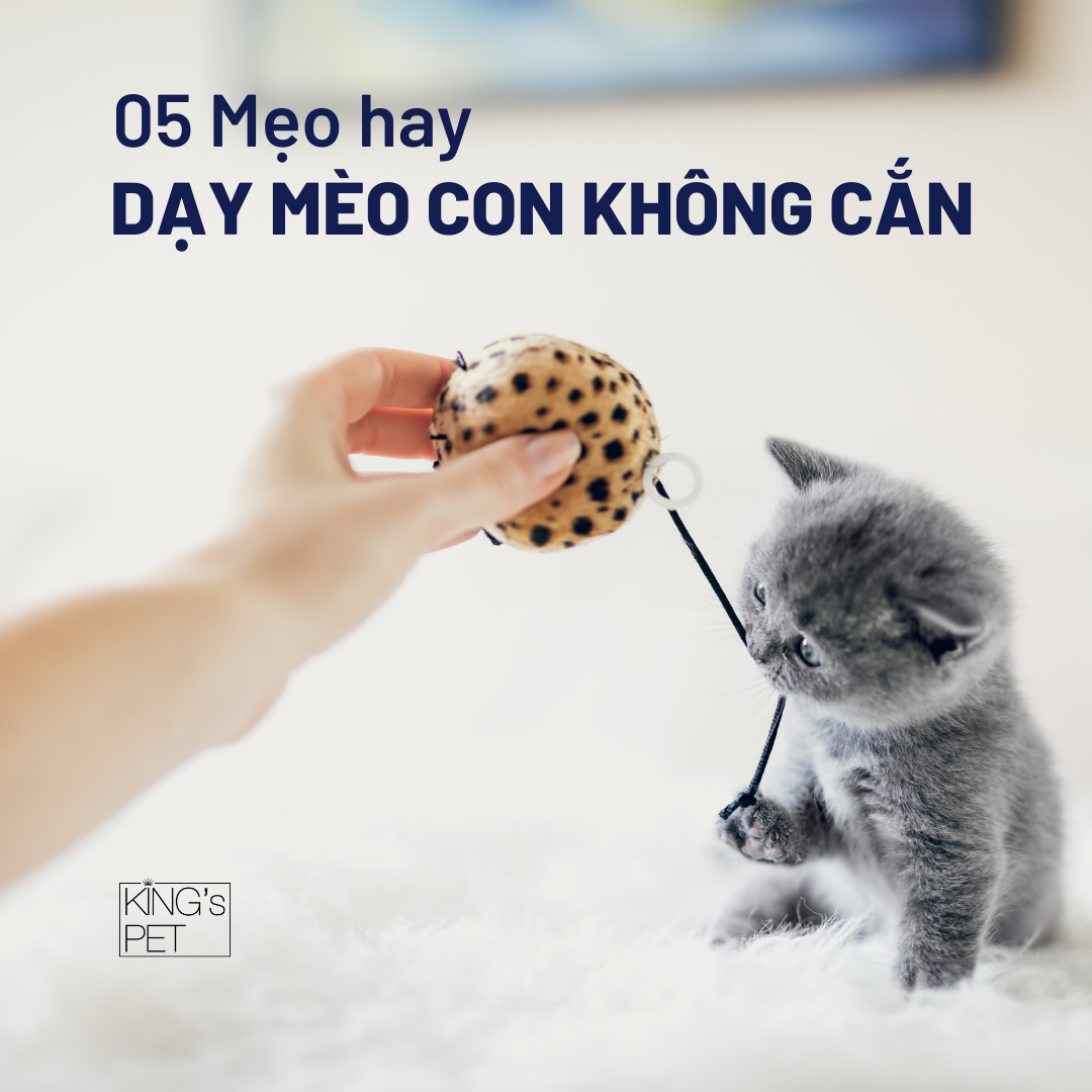 05 Mẹo hay dạy mèo con không cắn - King's Pet Vietnam