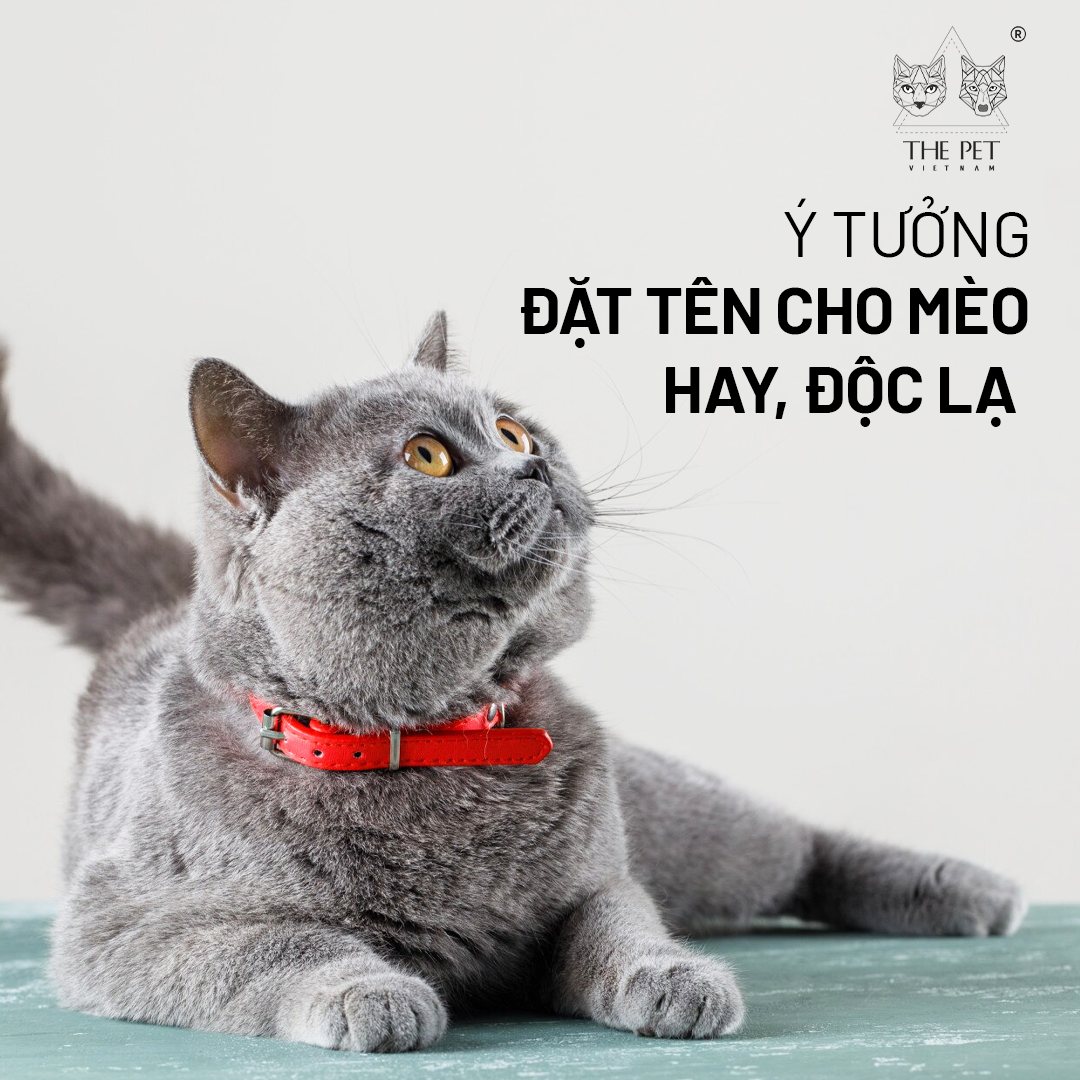 Ý tưởng đặt tên cho mèo hay, độc lạ theo thần số học