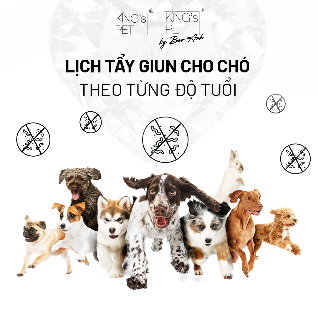 Lịch tẩy giun cho chó theo từng độ tuổi