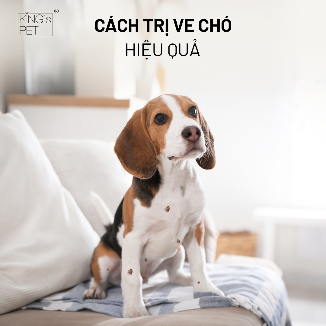 Gợi ý cách trị ve chó tận gốc hiệu quả - King's Pet Vietnam