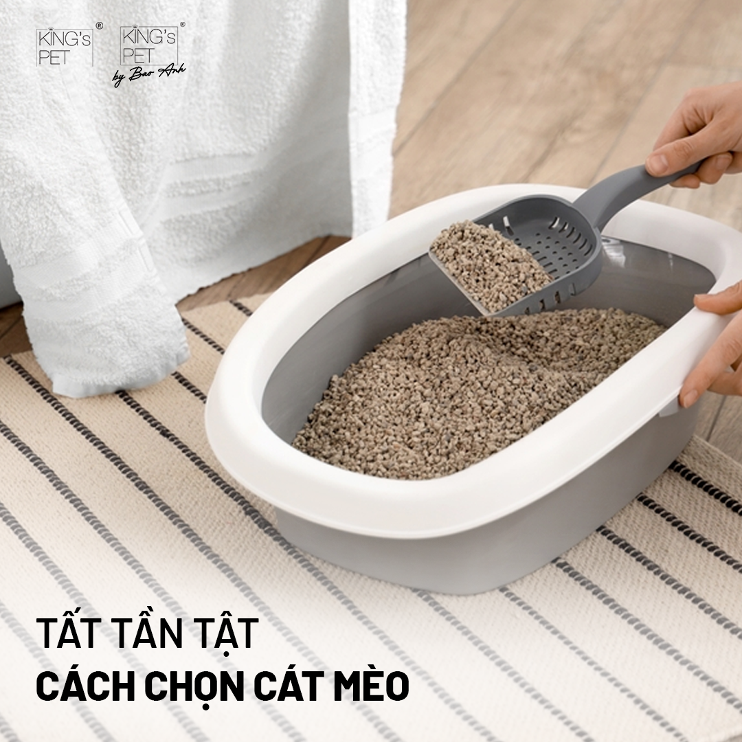 Tất tần tật cách chọn cát mèo phù hợp