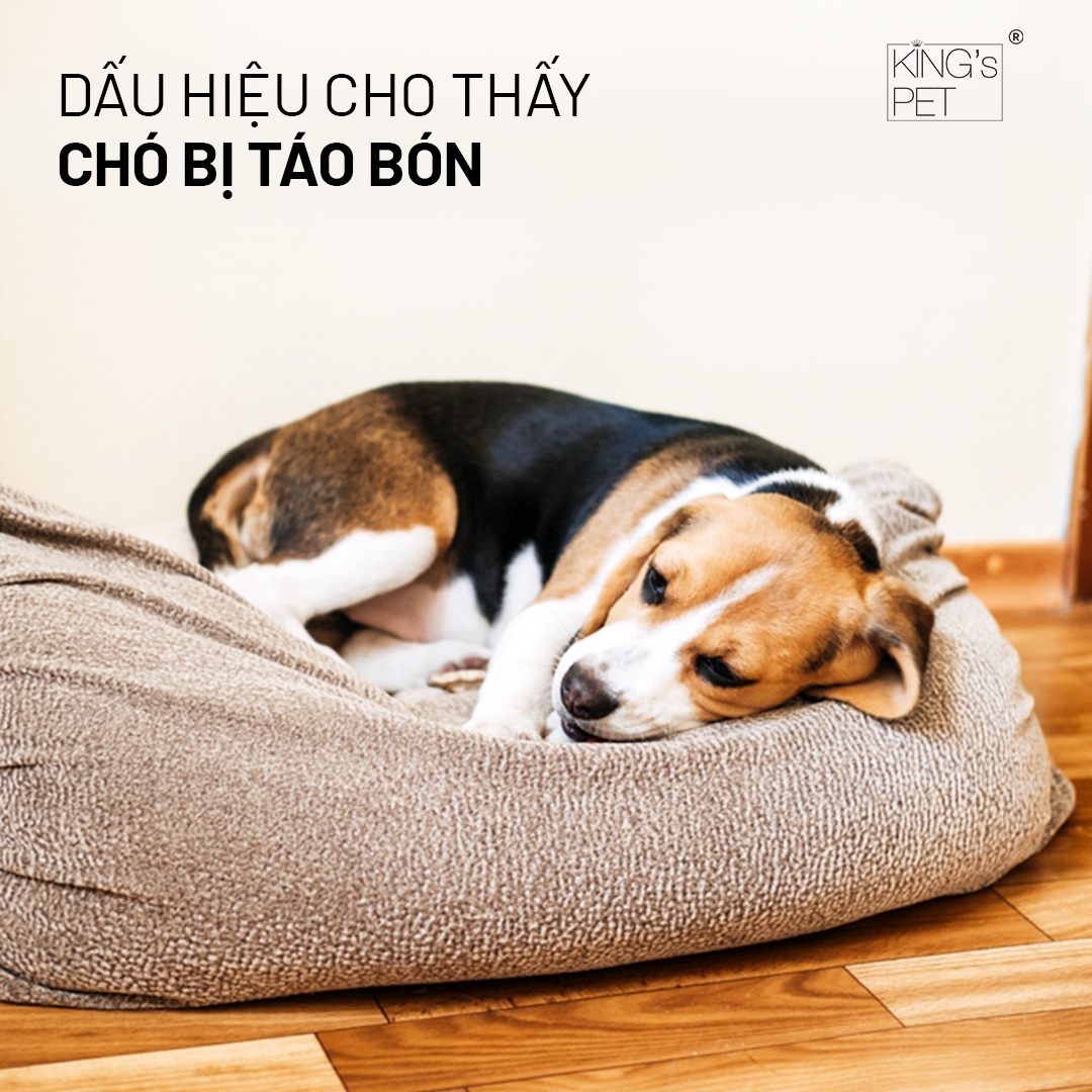 Dấu hiệu cho thấy chó bị táo bón - King's Pet Vietnam