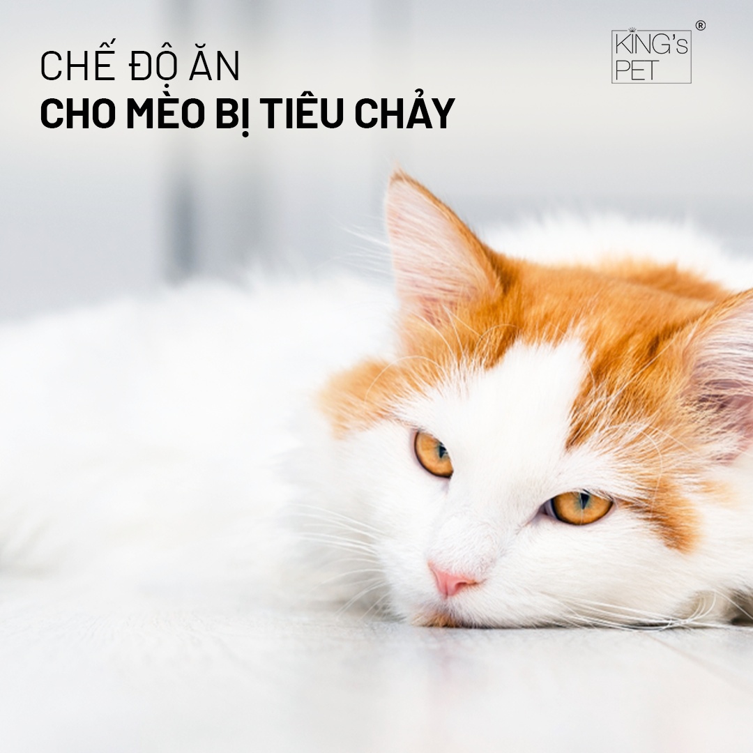 Chế độ ăn cho mèo bị tiêu chảy - King's Pet Vietnam