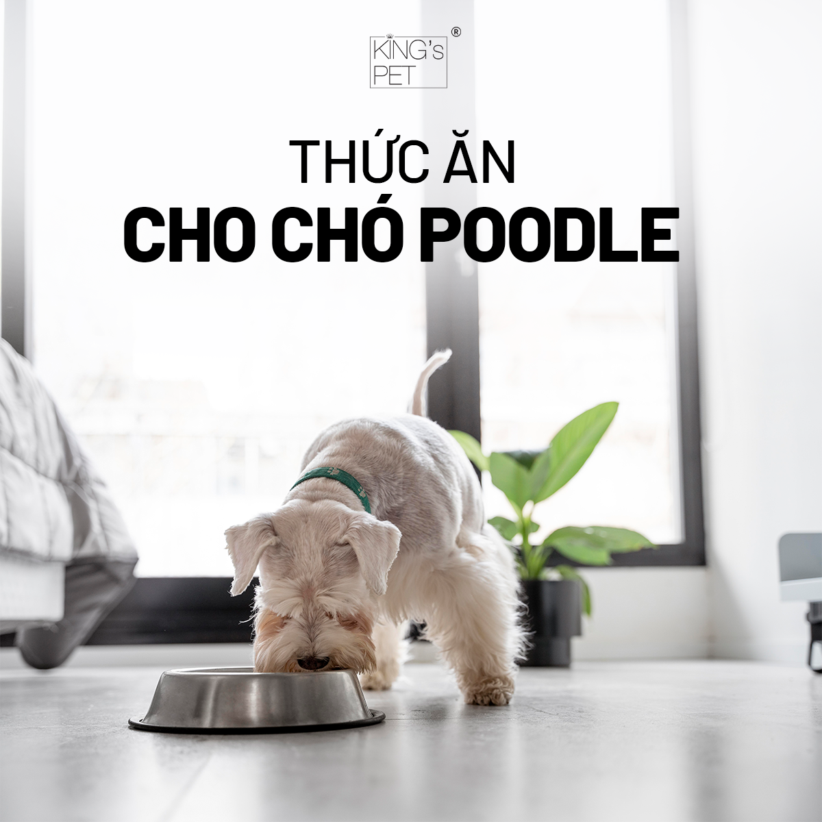 Thức ăn cho chó poodle