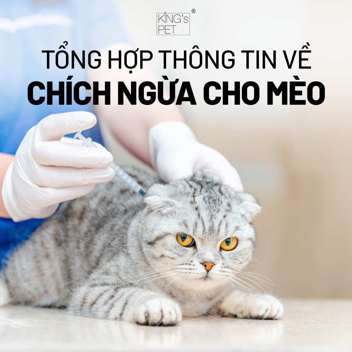 Tổng hợp thông tin về chích ngừa cho mèo