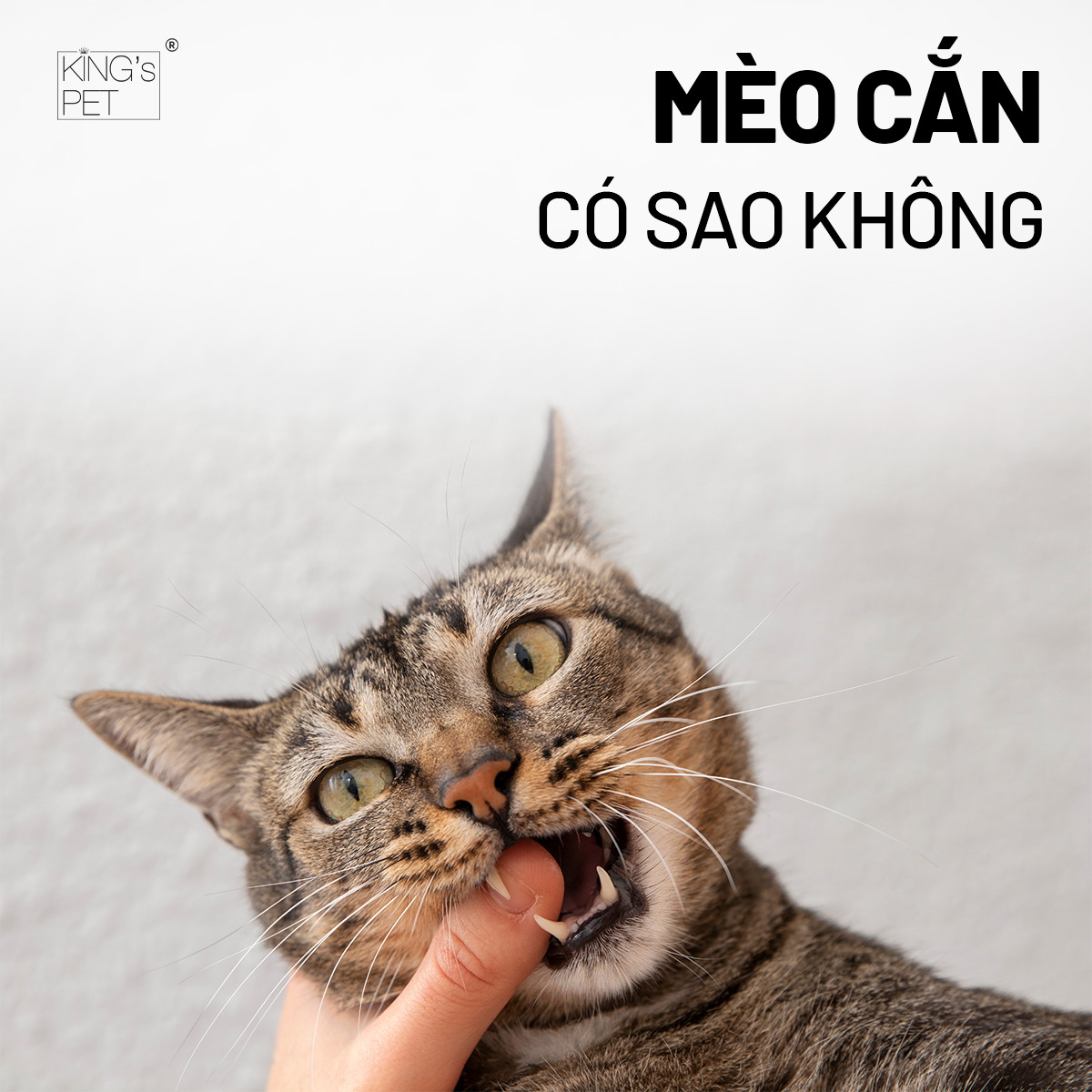 Mèo cắn có sao không