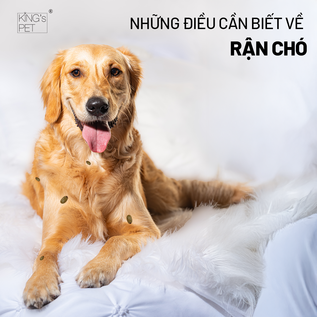 Những điều cần biết về rận chó