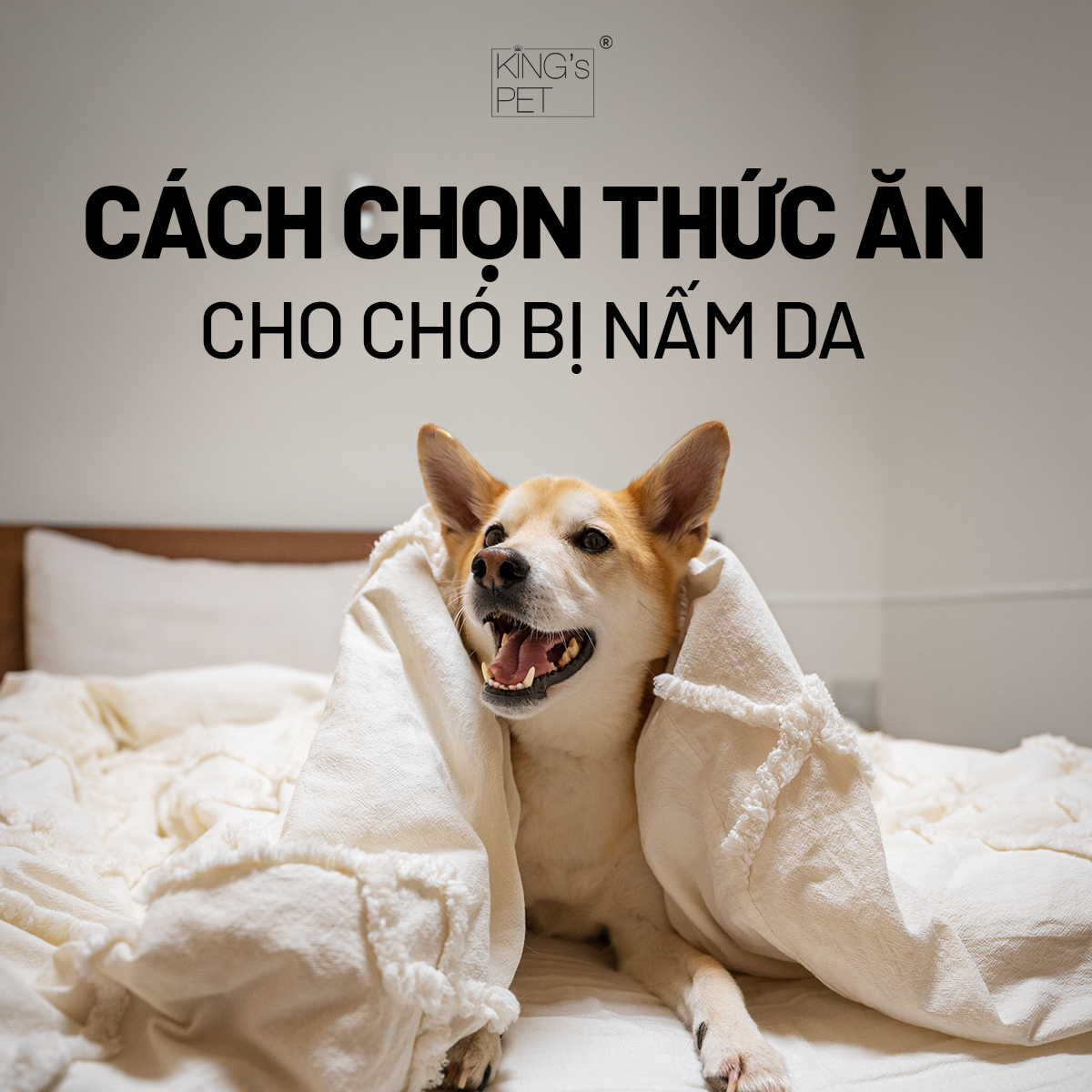 Cách chọn thức ăn cho chó bị nấm da