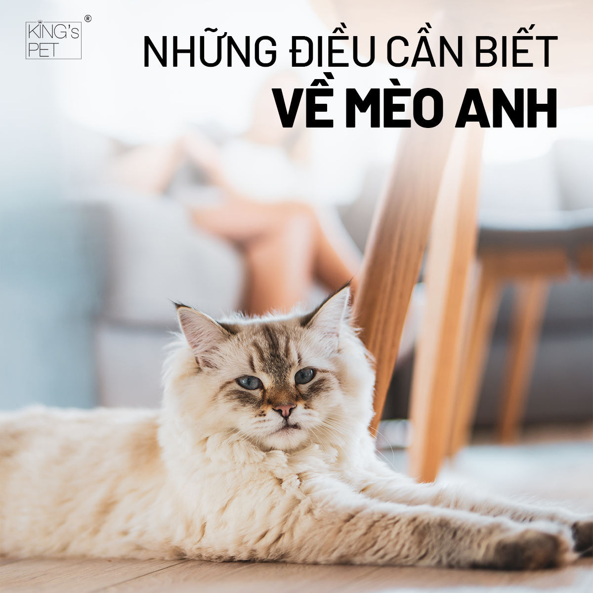 Những điều cần biết về mèo anh