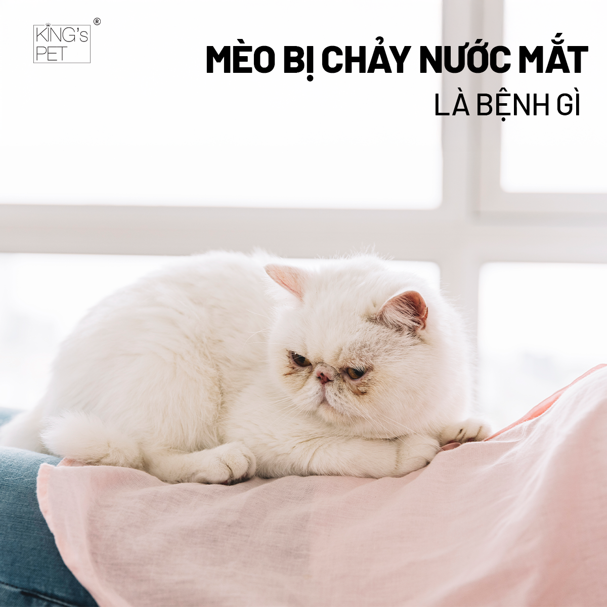 Mèo bị chảy nước mắt là bệnh gì?
