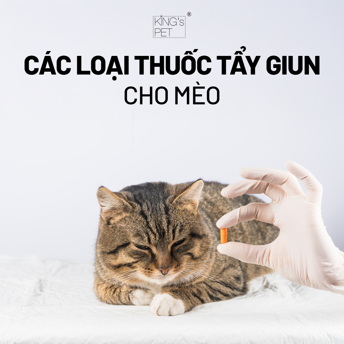 Các loại thuốc tẩy giun cho mèo