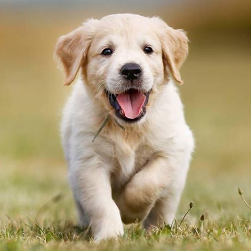Cách Chọn Thức Ăn Cho Chó Con Theo Độ Tuổi – Hướng Dẫn Cho Người Mới ...