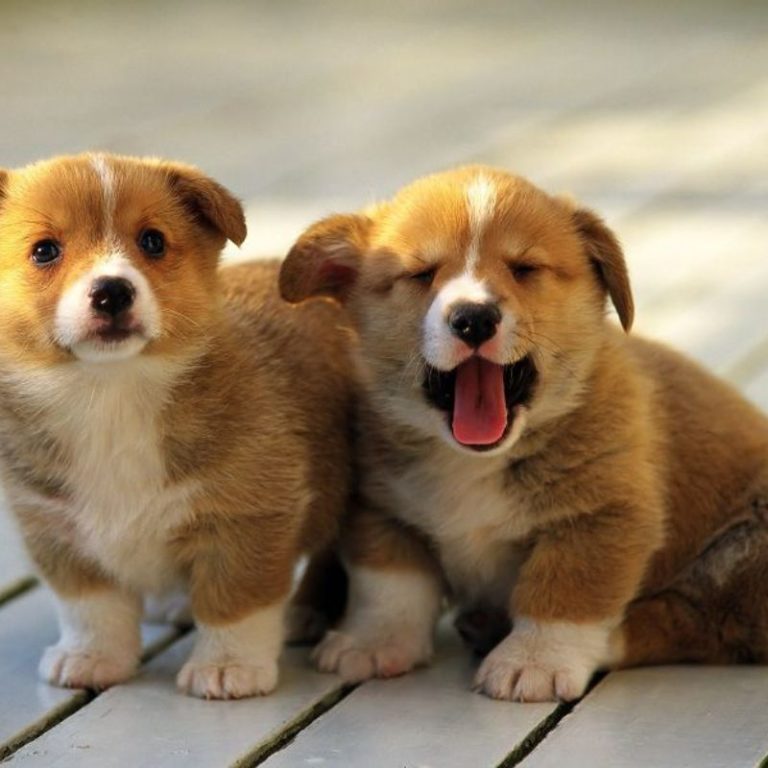 Cách Chọn Thức Ăn Cho Chó Con Theo Độ Tuổi – Hướng Dẫn Cho Người Mới ...