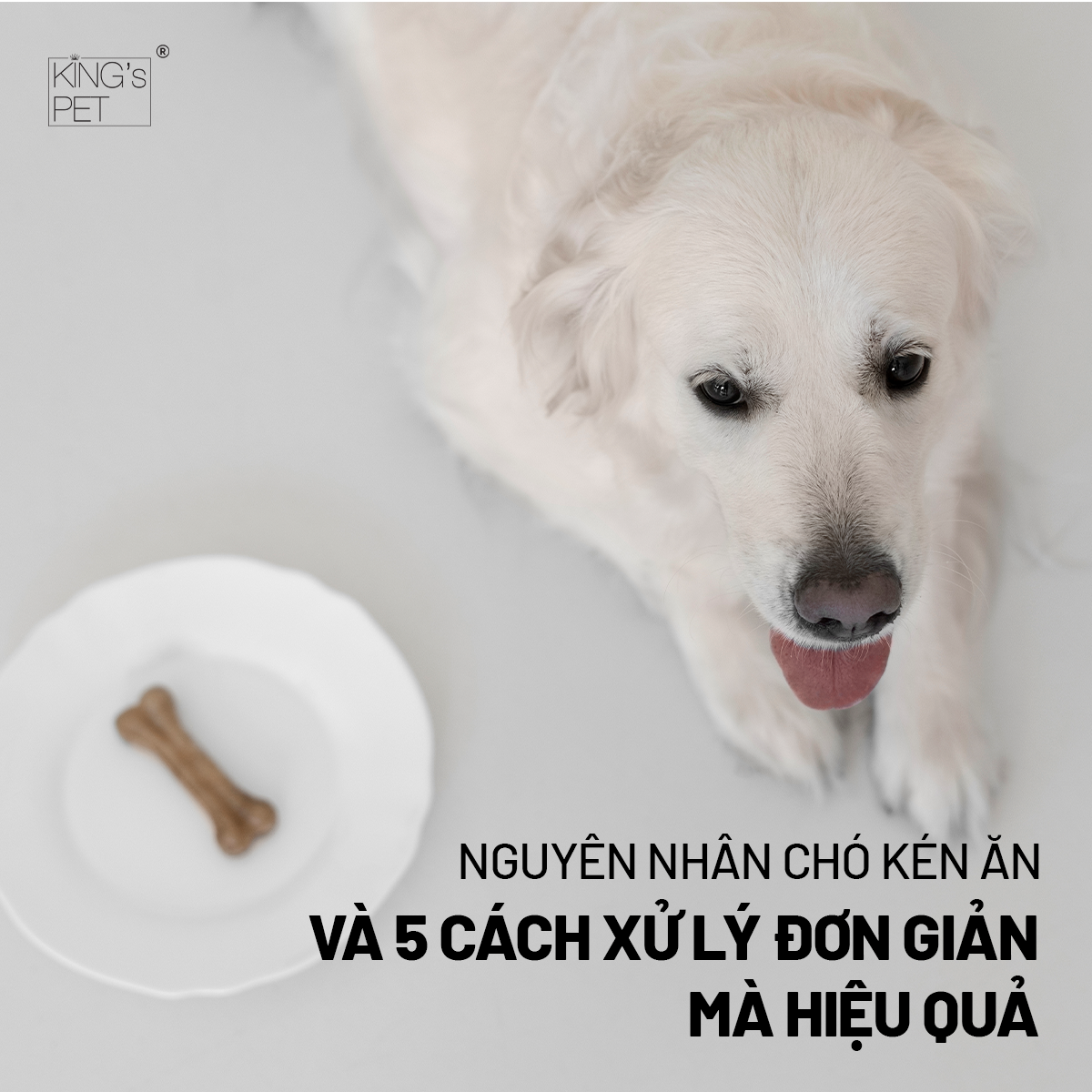 Nguyên Nhân Chó Kén Ăn Và 5 Cách Xử Lý Đơn Giản Mà Hiệu Quả